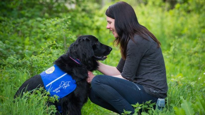 Assistance dogs: How to spot them - BBC News