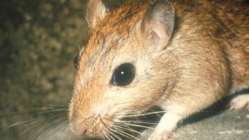 Are animals the best allies in war? - BBC News