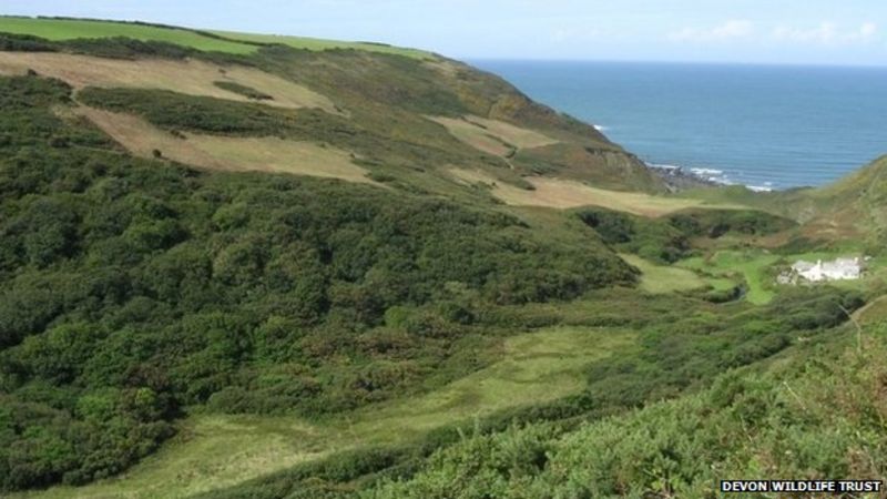 Rare butterflies have 'stronghold' at Marsland, Devon - BBC News