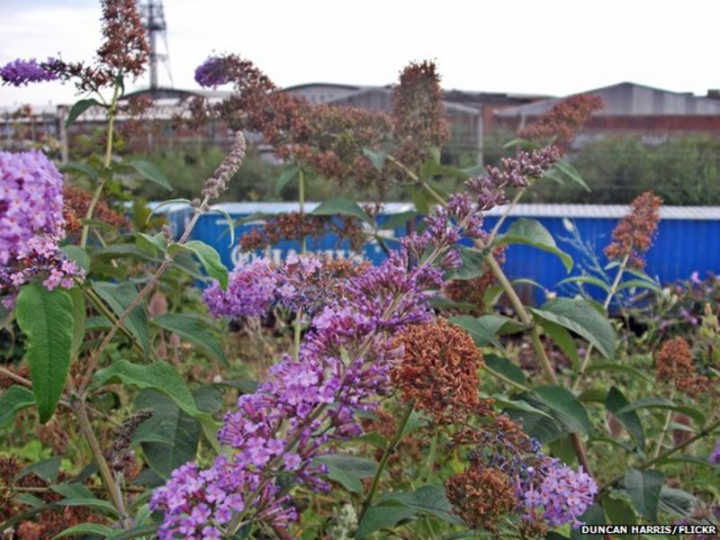 Buddleia: The plant that dominates Britain's railways - BBC News