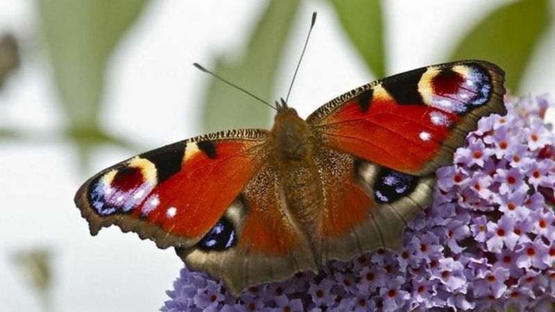 Famous peppered moth's dark secret revealed - BBC News
