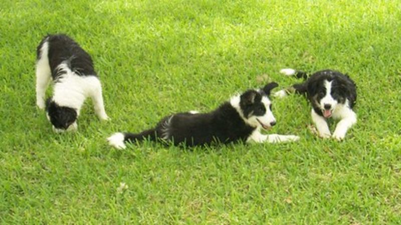 Dogs 'can tell difference between happy and angry faces' - BBC News