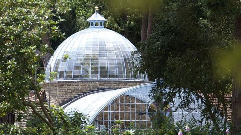 Old Warden pear saved by Shuttleworth College students - BBC News