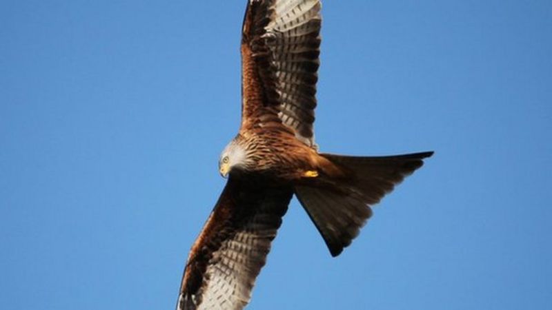 Norwich peregrine falcons caught in battle with red kite - BBC News