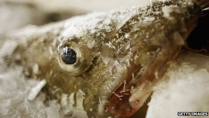 Irish Sea mystery as fish stocks continue to decline - BBC News