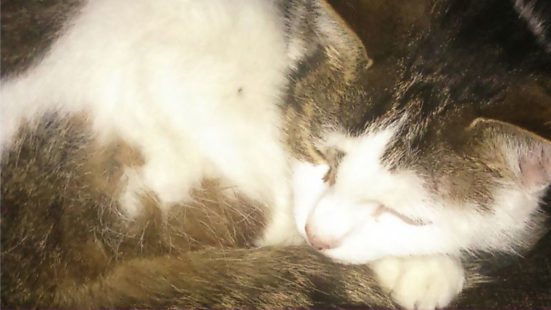 Three-eared 'Captain Kirk' cat found in Norfolk - BBC News