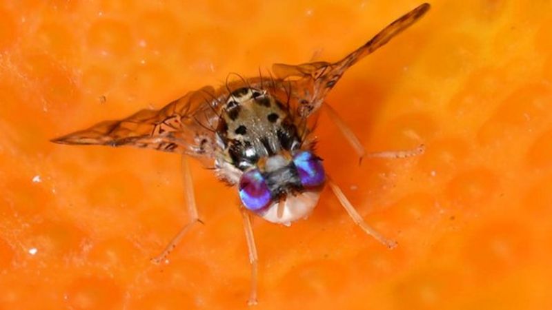 Genetically modified flies 'could save crops' - BBC News
