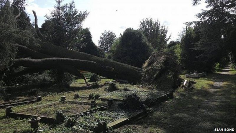 March floods blamed for falling trees striking graves - BBC News