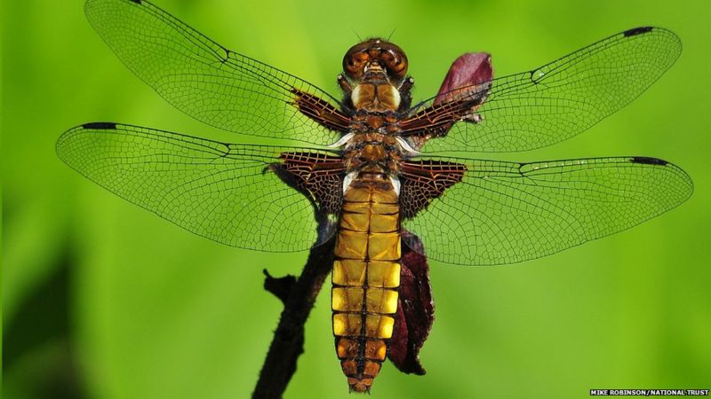 In pictures: Cotswold estate ranger shares his 'heaven' - BBC News