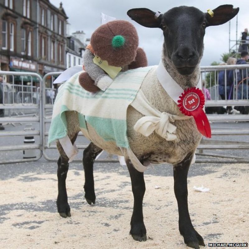 In pictures: Moffat sheep races - BBC News