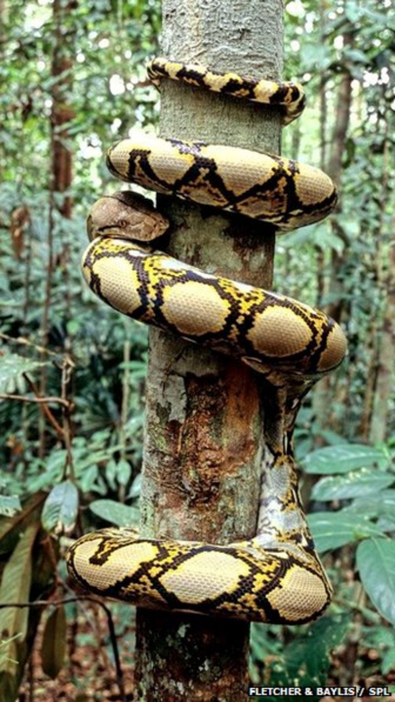 Tree-hugging snakes squeeze tight for safety - BBC News