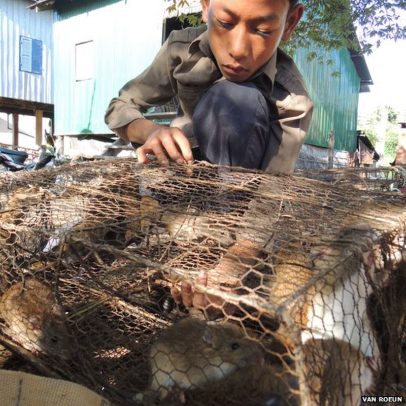 Cambodian rat meat: A growing export market - BBC News