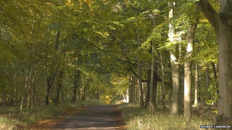 Savernake Forest barriers protect 'important trees' - BBC News