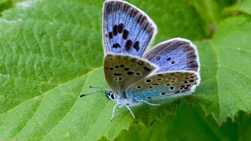 Stroud home of Large Blue butterfly secured by wildlife trust - BBC News