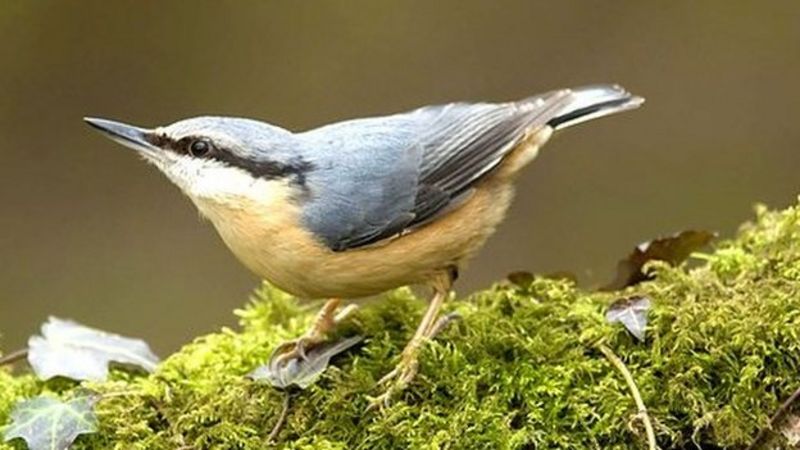 Two species recorded in East Lothian wood first - BBC News