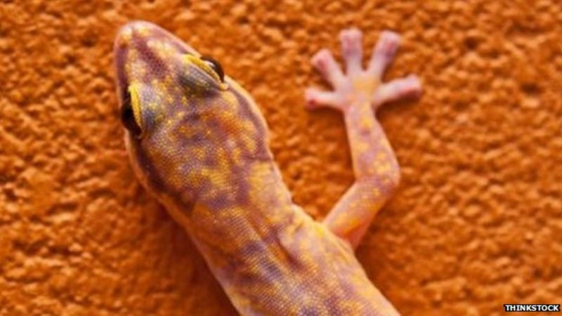 Sex geckos die in orbit on Russian space project - BBC News