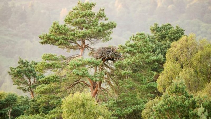 Scottish Tree of the Year finalists announced - BBC News