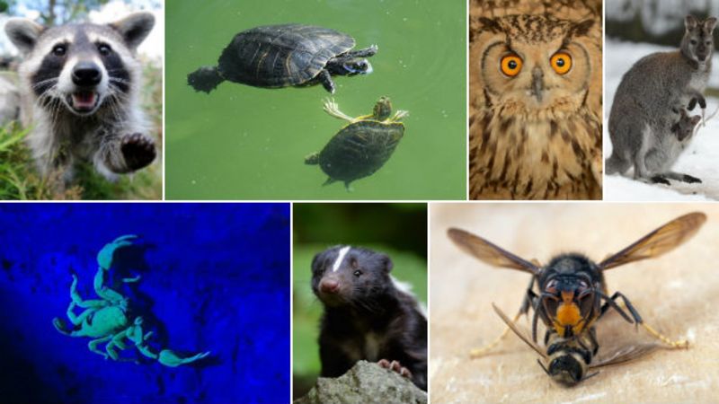 Aliens among us: What strange species are making England home? - BBC News