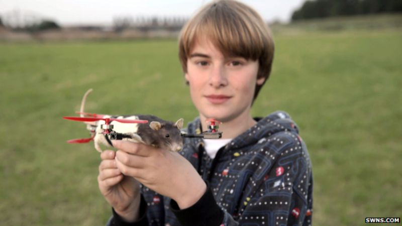 Dutch boy turns his dead rat into flying rodent - BBC News