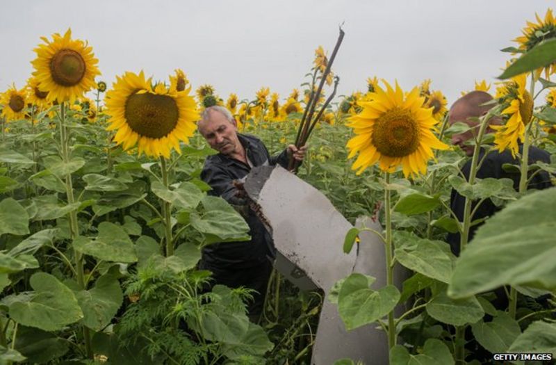 The memory of hell among the sunflowers - BBC News