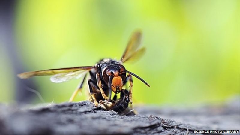 Aliens among us: What strange species are making England home? - BBC News