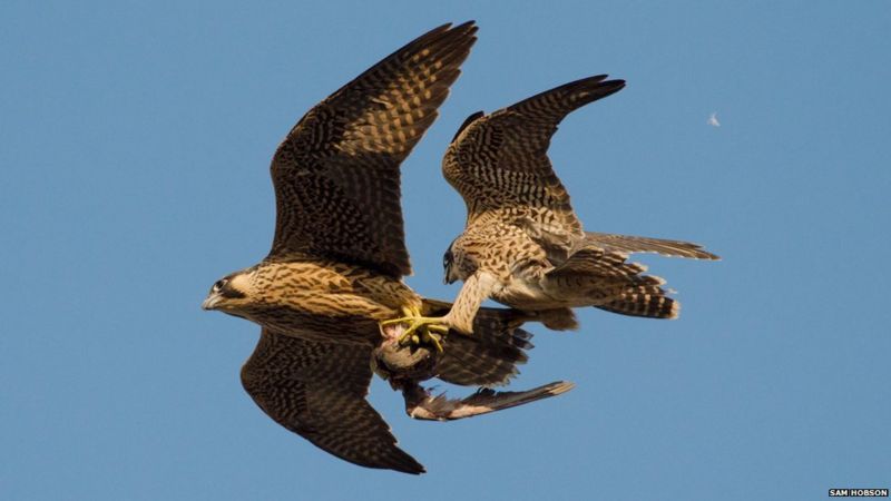 In pictures: Peregrine falcons in our towns and cities - BBC News