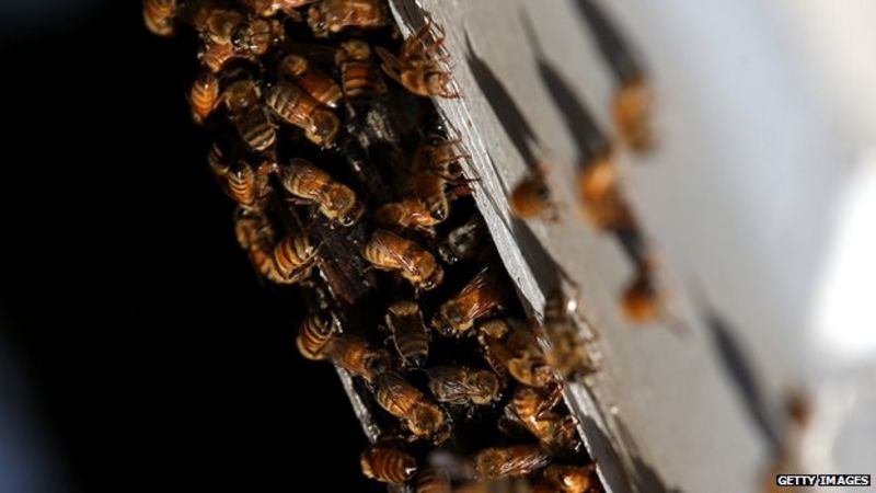 Flying threat: Why are killer bees so dangerous? - BBC News