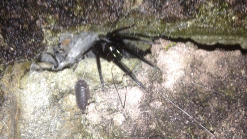 Hundreds of tube spiders invade Cardiff family's garden - BBC News