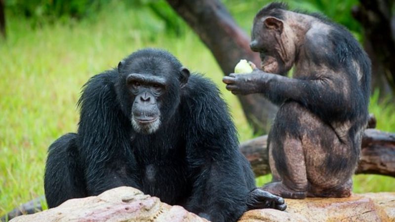 Chimps 'learn local grunts' to talk to new neighbours - BBC News