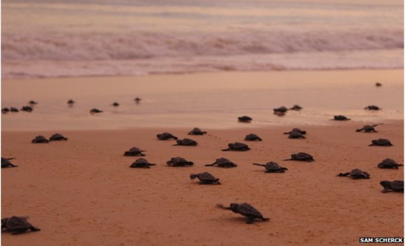 Tiny turtles tracked on swimming frenzy - BBC News