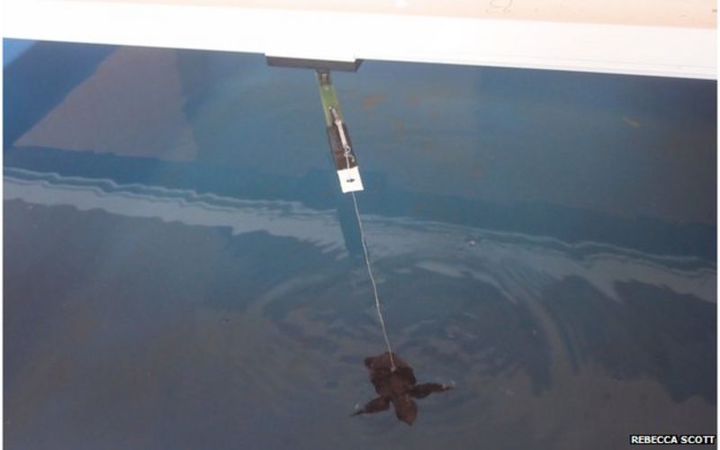 Tiny turtles tracked on swimming frenzy - BBC News