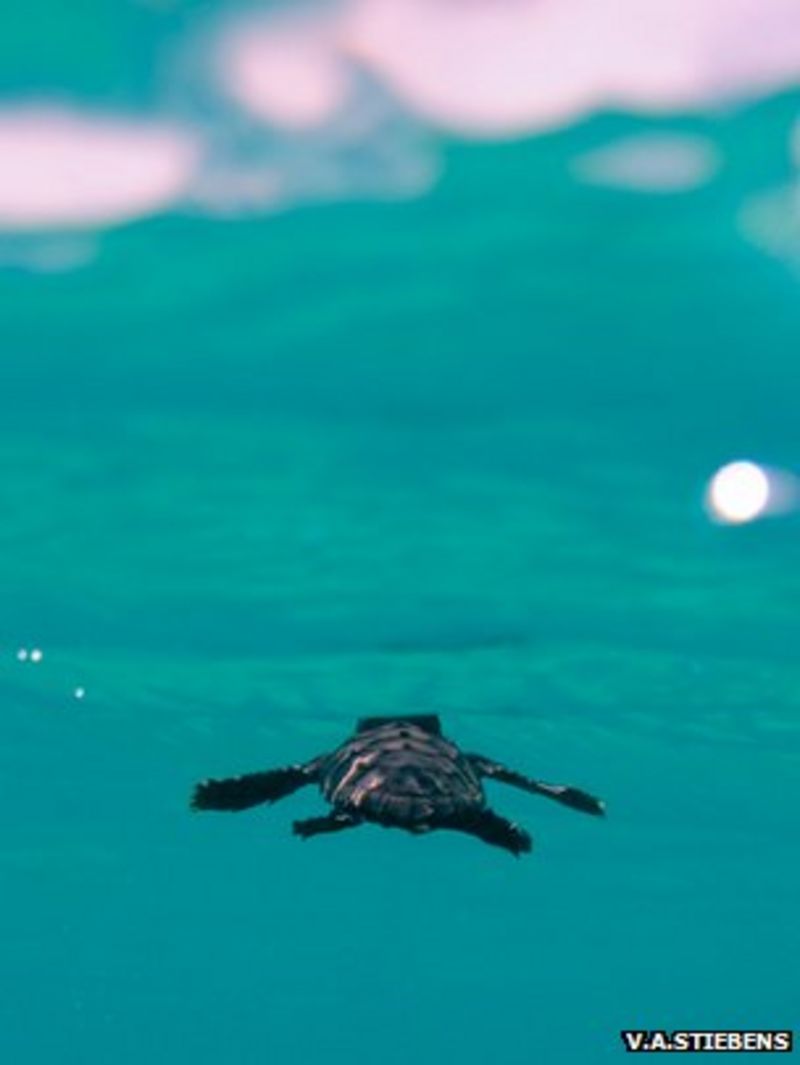 Tiny turtles tracked on swimming frenzy - BBC News