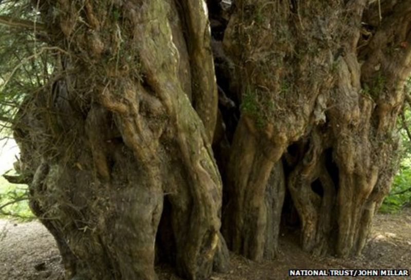'Tree of the Year' competition finalists announced - BBC News