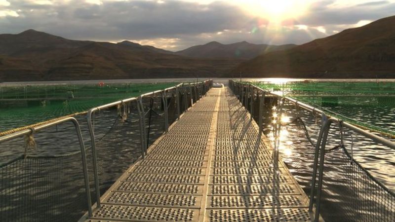 Trout farming in land-locked Lesotho is an export success - BBC News