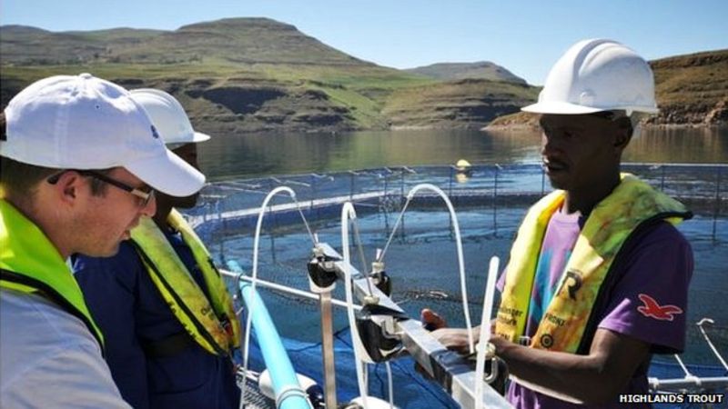 Trout farming in land-locked Lesotho is an export success - BBC News