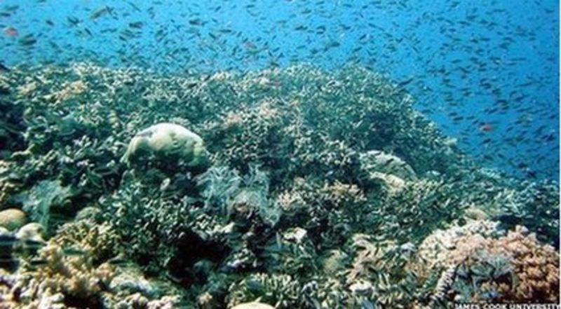 Is it possible to protect the Great Barrier Reef? - BBC Newsround