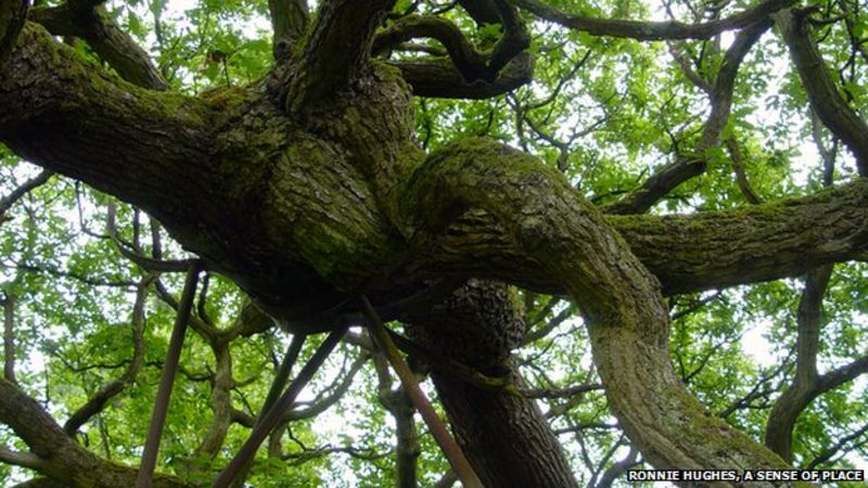 The Allerton Oak: Legends of Liverpool's 1,000-year-old tree - BBC News
