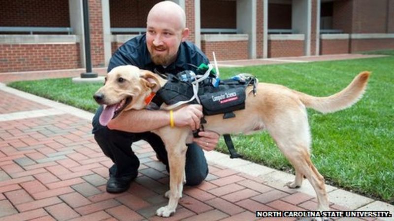 Wearable tech can monitor dog health - BBC News