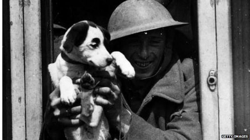 Armistice Day war animals: Tributes to the forgotten heroes - BBC News