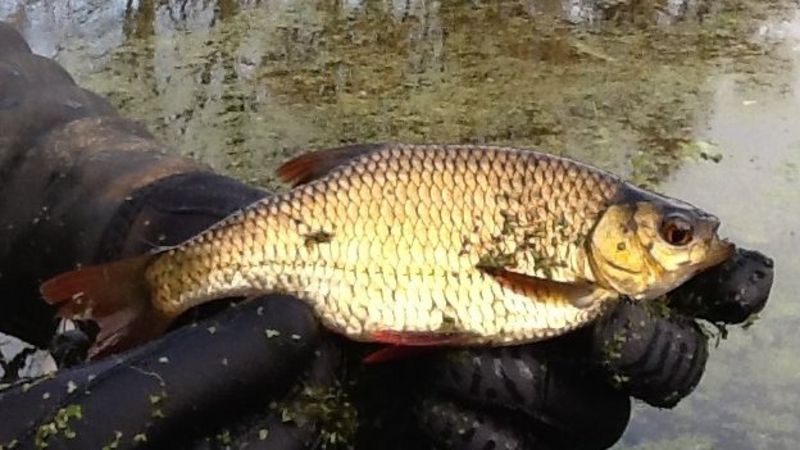 Fish rescued from silted ponds at Norfolk nature reserve - BBC News