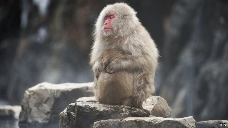 Early sign of yellow fever could lead to new treatment - BBC News