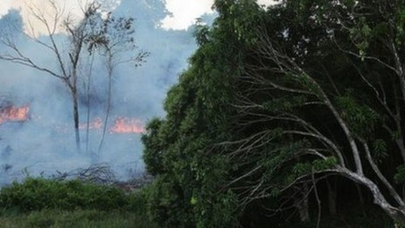 Amazon indigenous land loss threatens climate, says study - BBC News