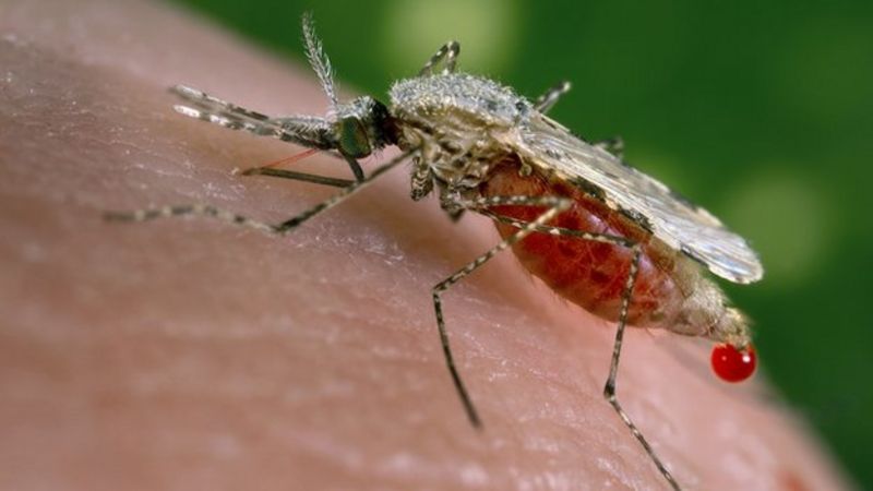 How to beat malaria - BBC News