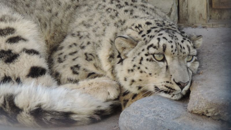 Snow leopards face 'new climate change threat' - BBC News