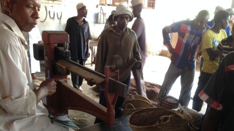 In pictures: Zanzibar's clove harvest - BBC News