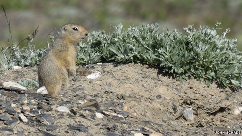 Arctic ground squirrels unlock permafrost carbon - BBC News