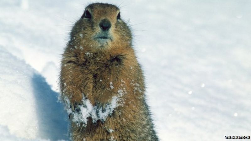 Arctic ground squirrels unlock permafrost carbon - BBC News