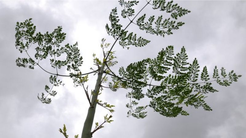 Could a ‘miracle tree’ help end malnutrition in Zambia? - BBC News