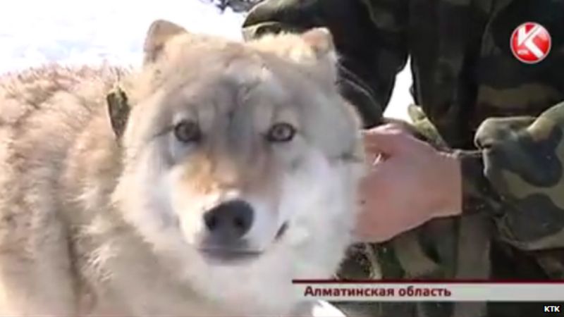 Kazakhstan: Villagers use 'guard wolves' for protection - BBC News