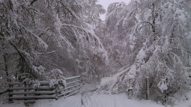 Your pictures of Scotland: 12 to 19 December - BBC News
